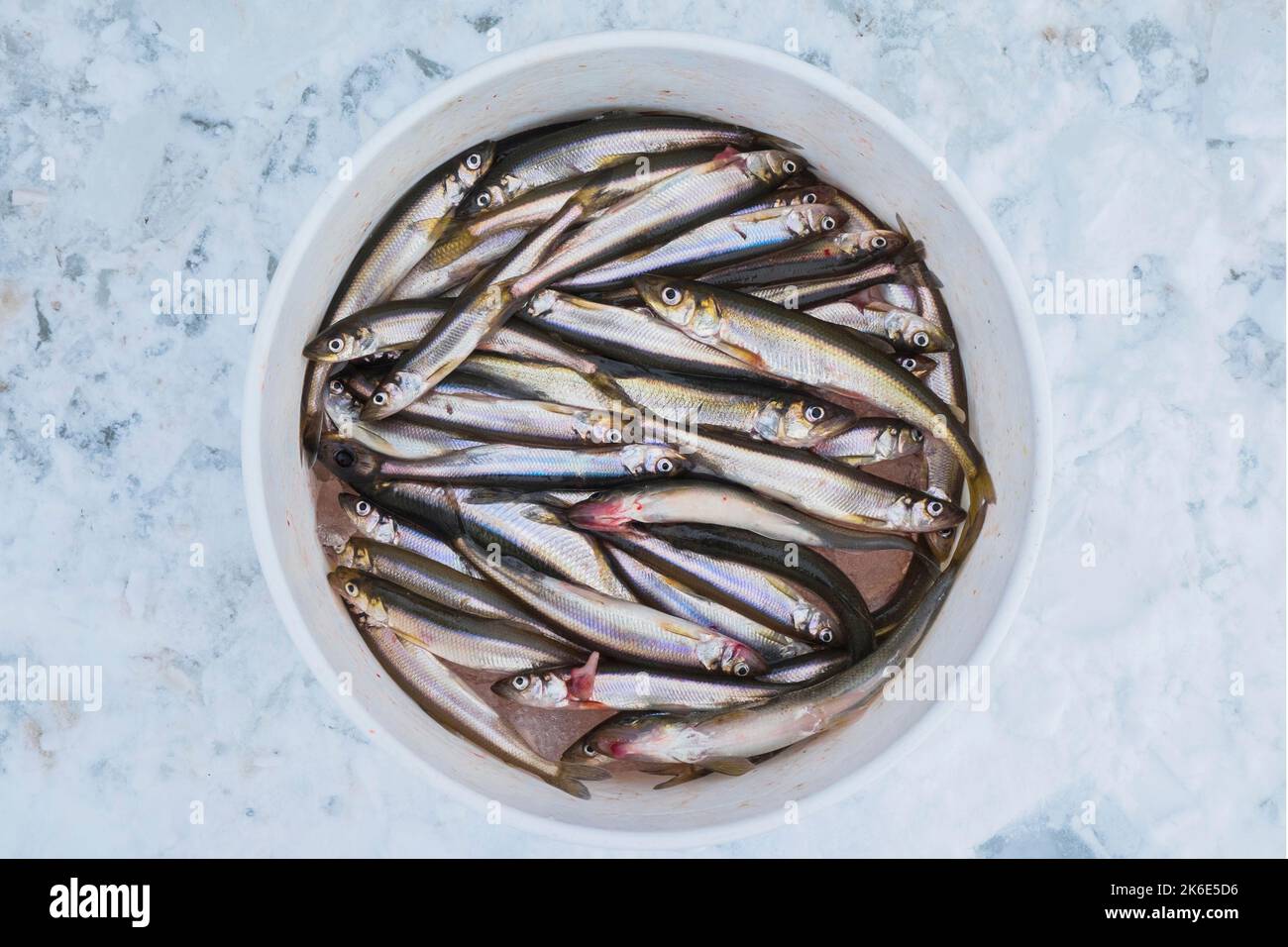 A top view of European smelt fish in a white bowl on a frozen land ...