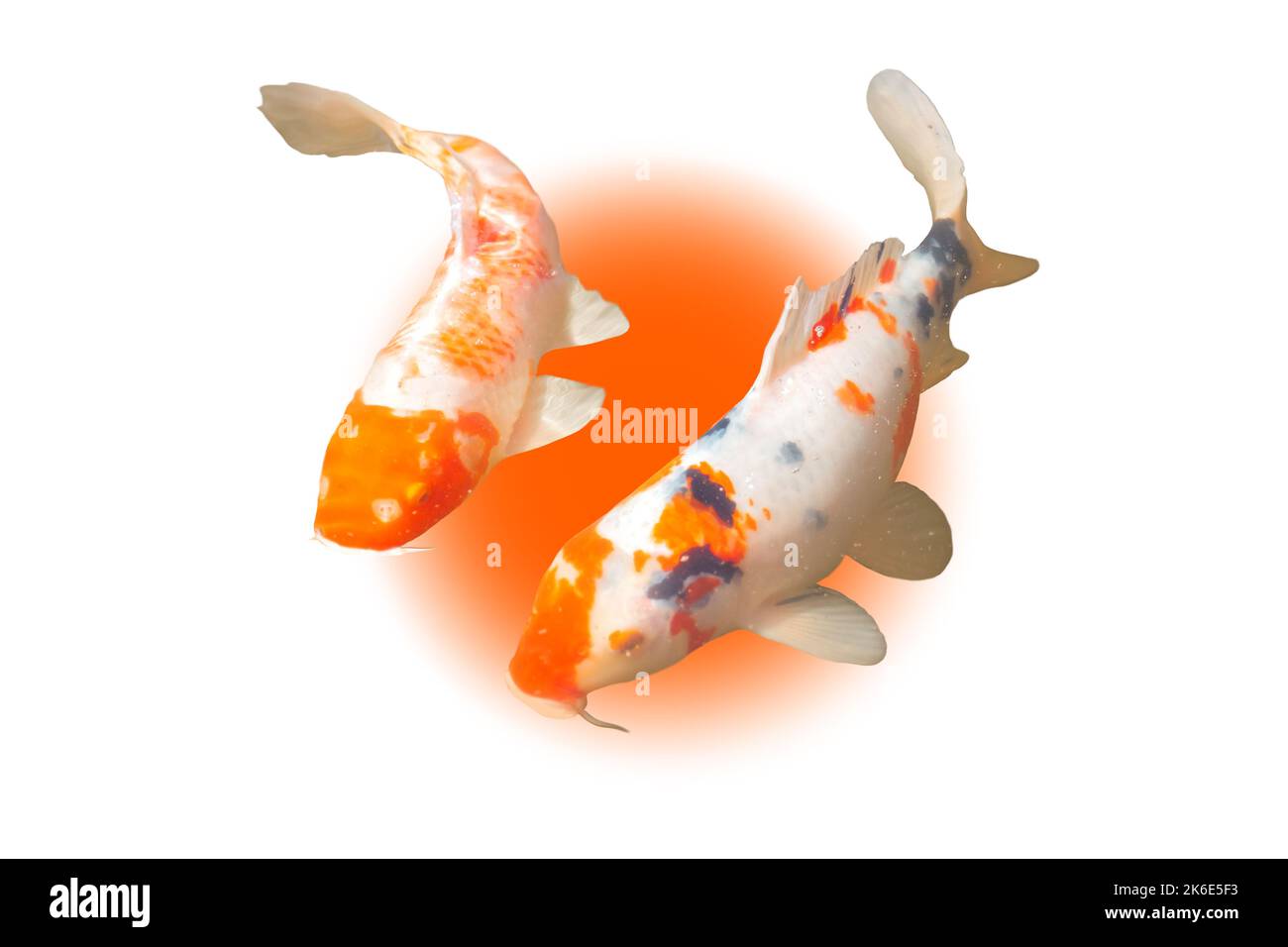 Japanese carp flag hi-res stock photography and images - Alamy