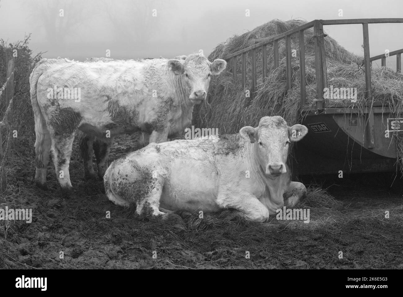 Cow feeding Black and White Stock Photos & Images - Alamy