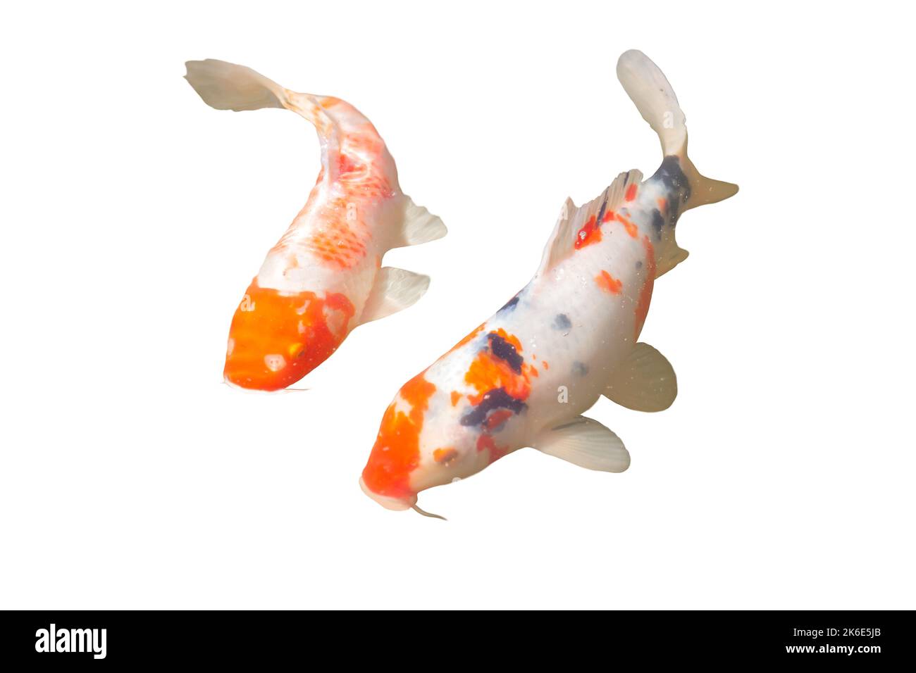 Red orange white koi carps hi-res stock photography and images - Alamy
