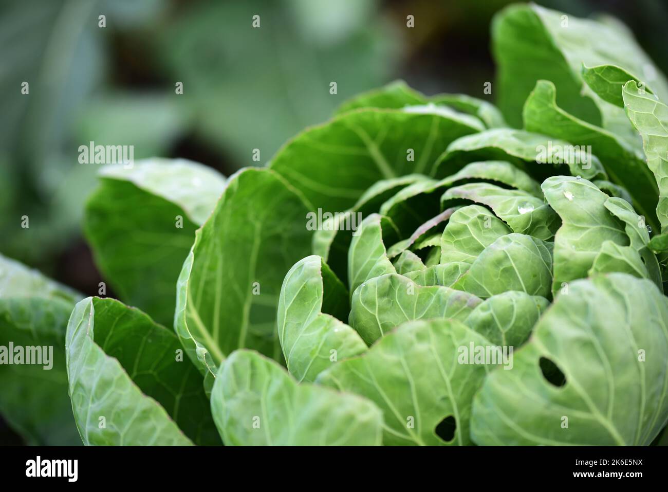 Organic Brussel sprout tops growing on an allotment in early autumn ...