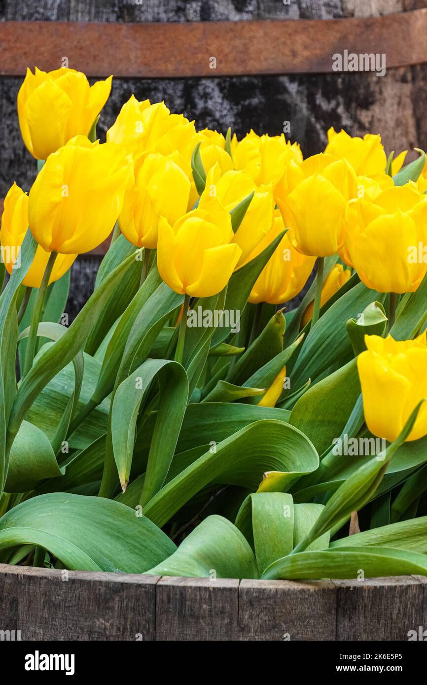 Beautiful tulips in garden spring hi-res stock photography and images ...