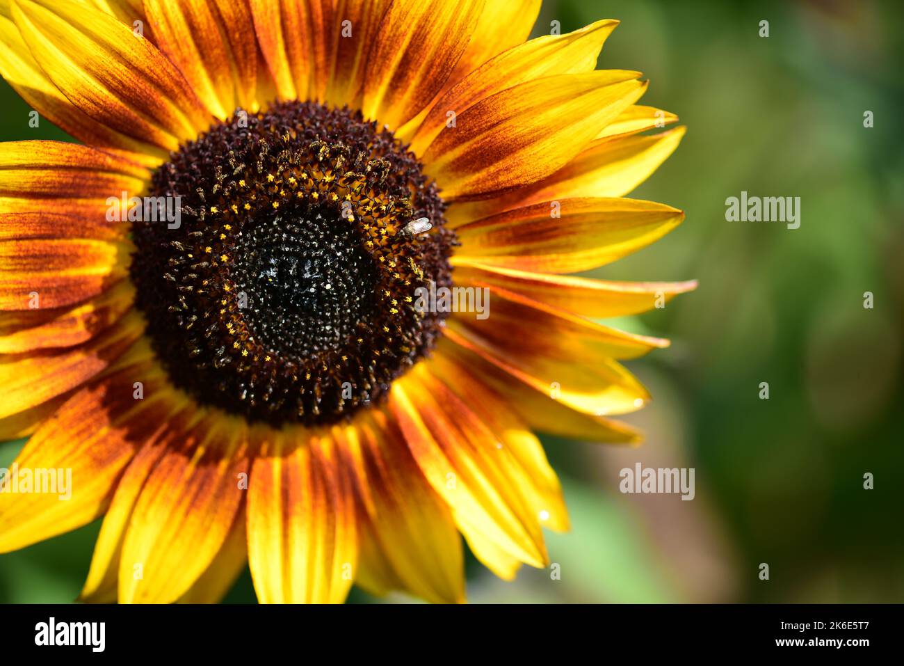 A small fly pollinating an orange and yellow sunflower Stock Photo - Alamy