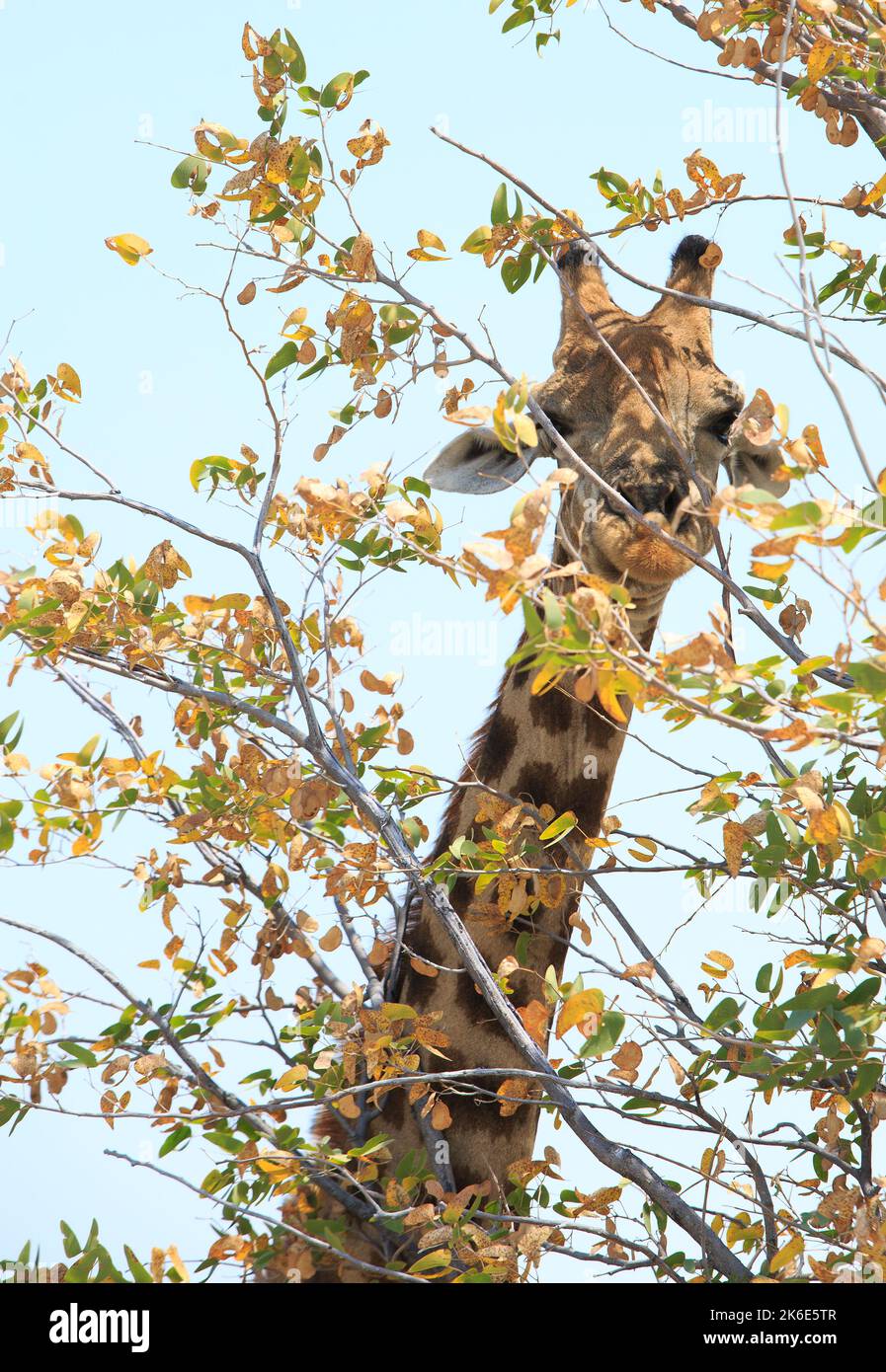 Giraffe foraging on leaves on a tree - the giraffe is nearly camoflaged ...