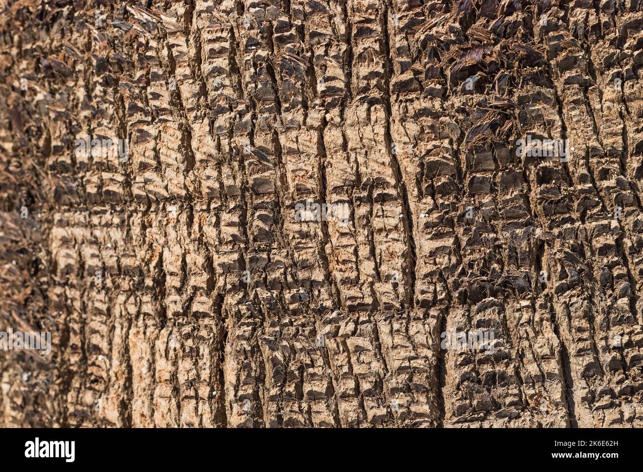 Cracked surface of a tree trunk.Bark pattern is seamless texture from ...