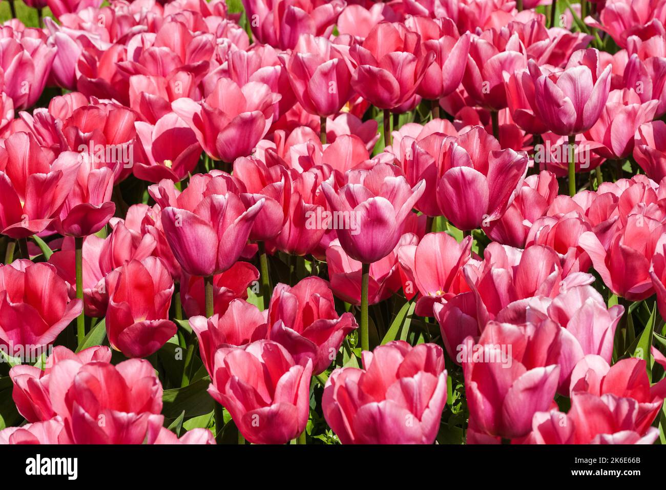 Pink tulips growing on a flowerbed Stock Photo - Alamy