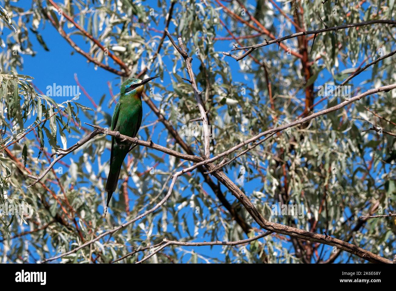 Merops persicus or blue-cheeked bee-eater sits on the twig looking up ...