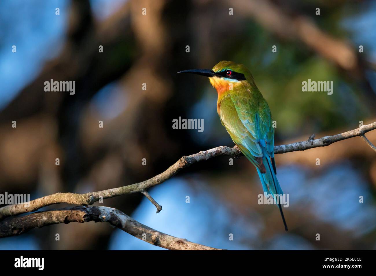 Blue-tailed Bee-eater or Merops philippinus perching in nature ...