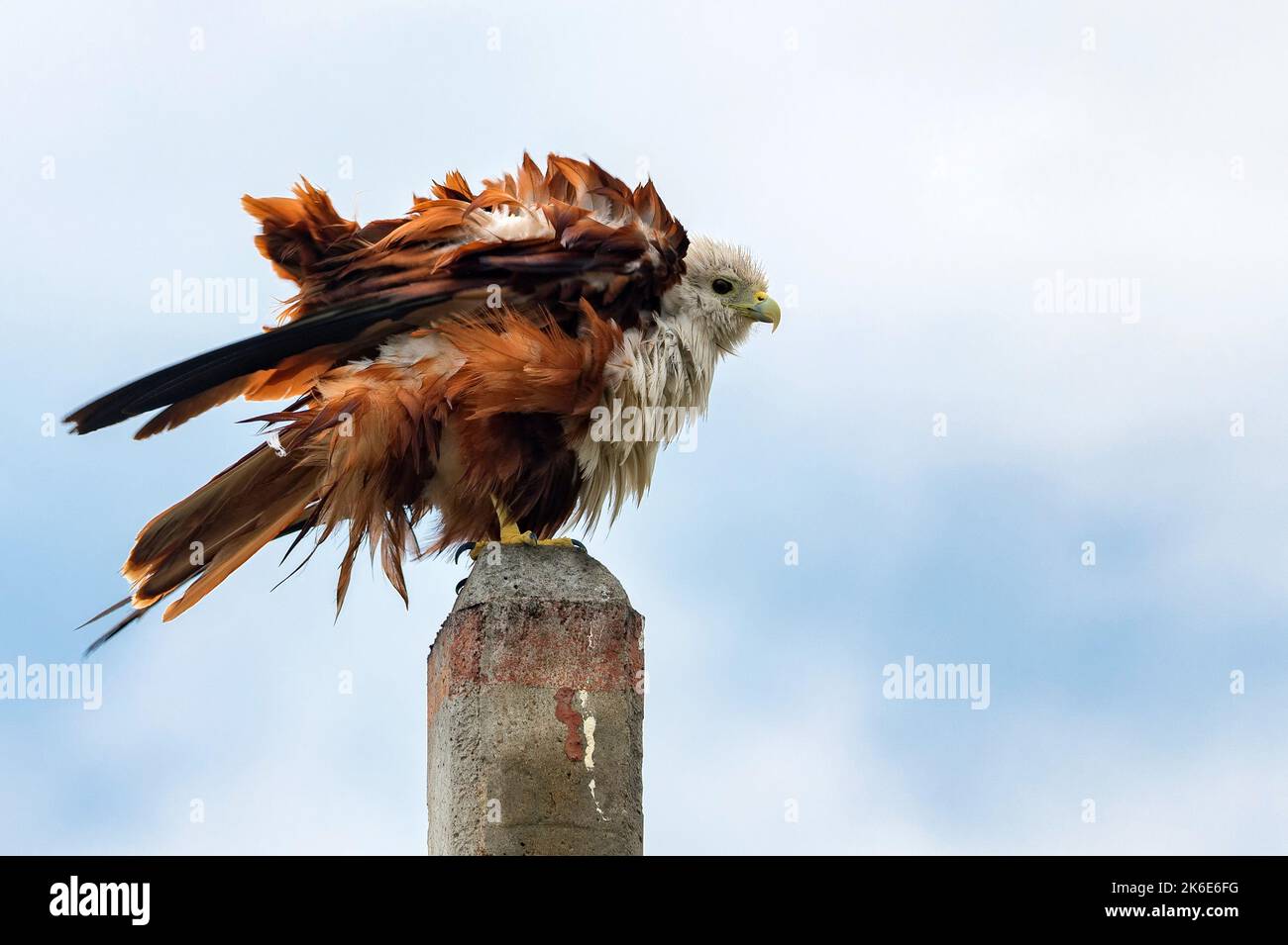 Brahminy kite or Haliastur indus, bird of prey in National park Yala ...