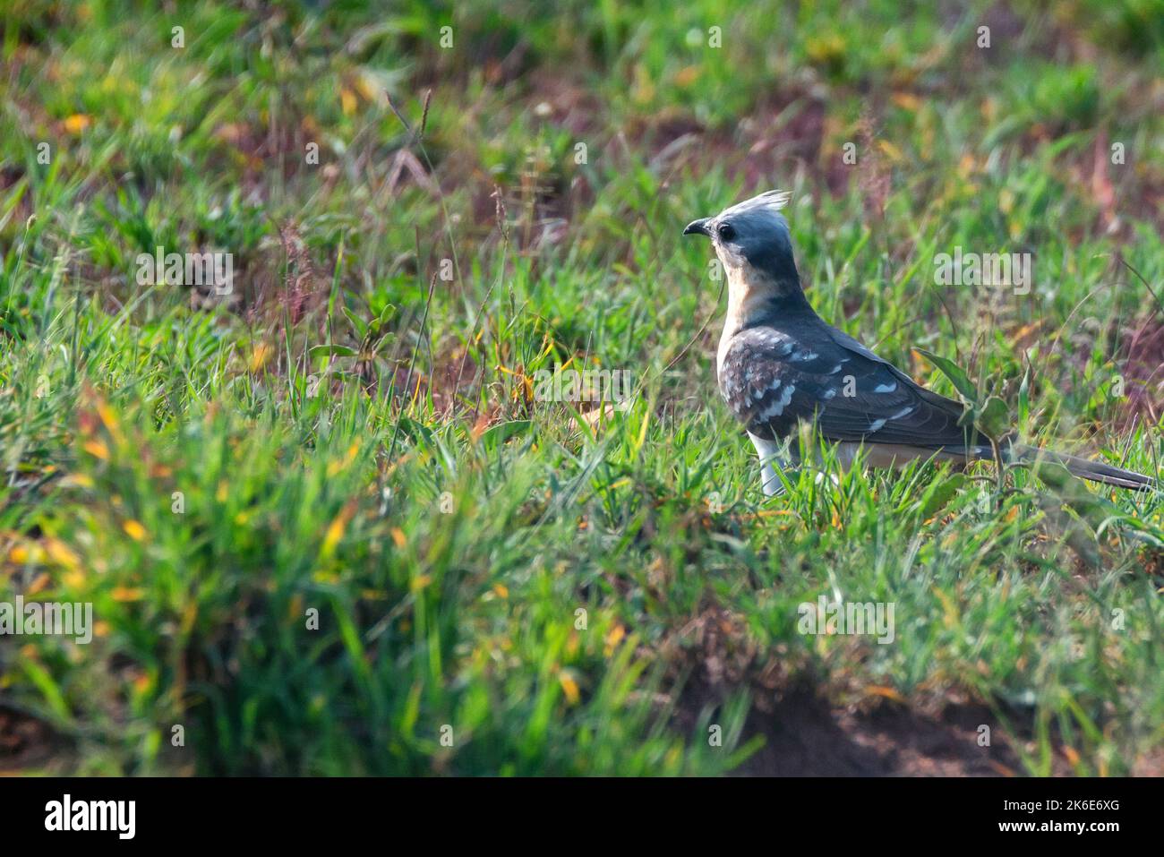 Great-spotted cuckoo or Clamator glandarius on the ground in savanna ...