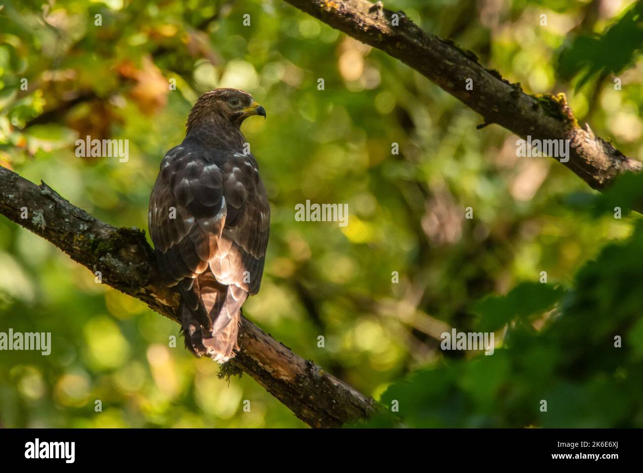 European honey buzzard or Pernis apivorus perches on a tree in a forest ...