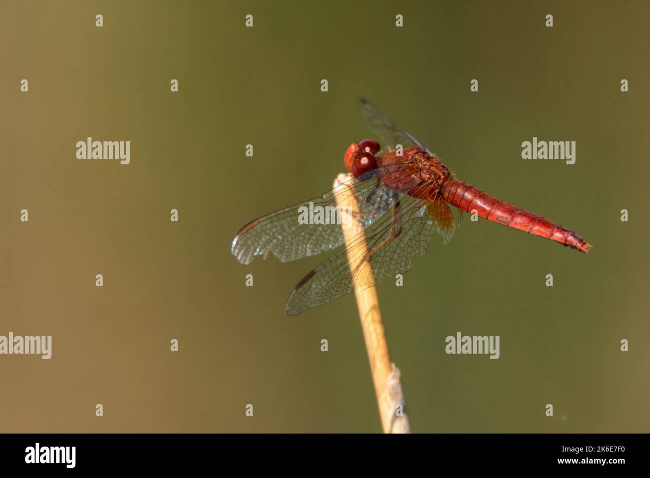 Male scarlet dragonfly or Crocothemis erythraea also known asbroad ...