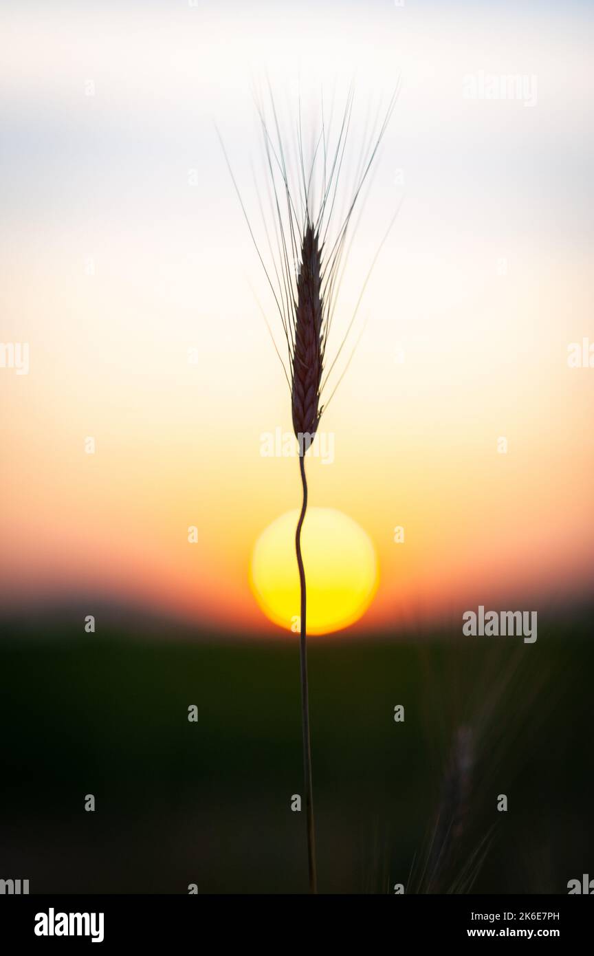 Strand wheat hi-res stock photography and images - Alamy