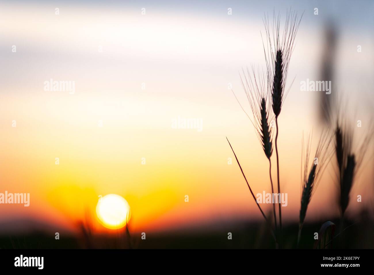 Strand wheat hi-res stock photography and images - Alamy