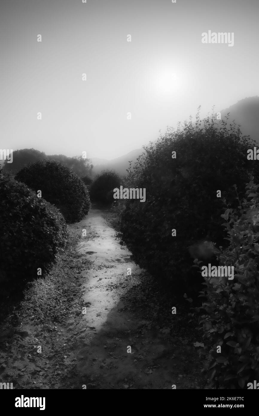 Narrow path with bushes Black and White Stock Photos & Images - Alamy