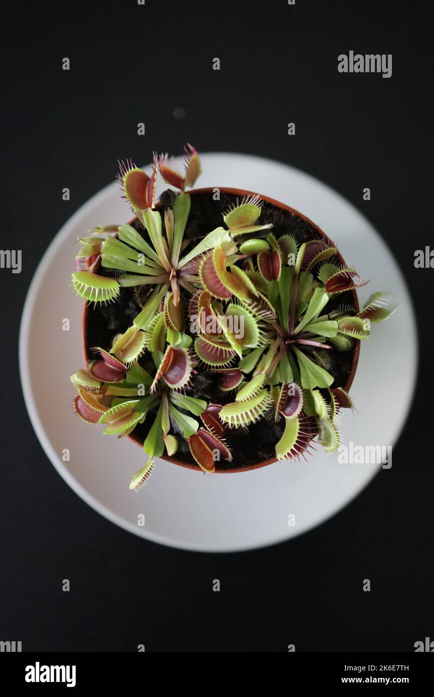 A top view of a beautiful potted Venus flytrap plant Stock Photo - Alamy