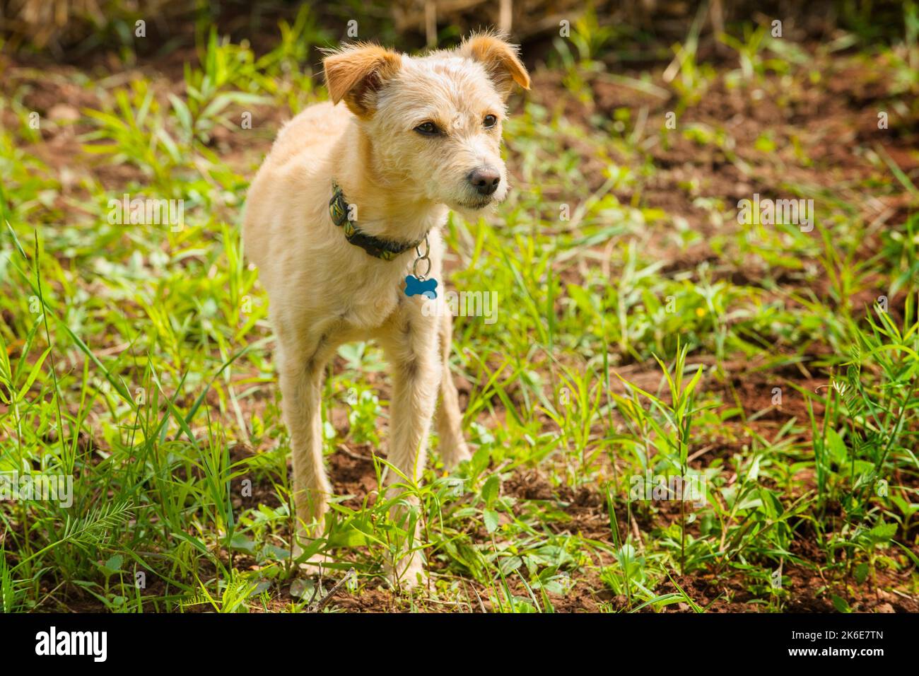 A scenic view of an Aspin dog wearing a small blue bone collar around ...