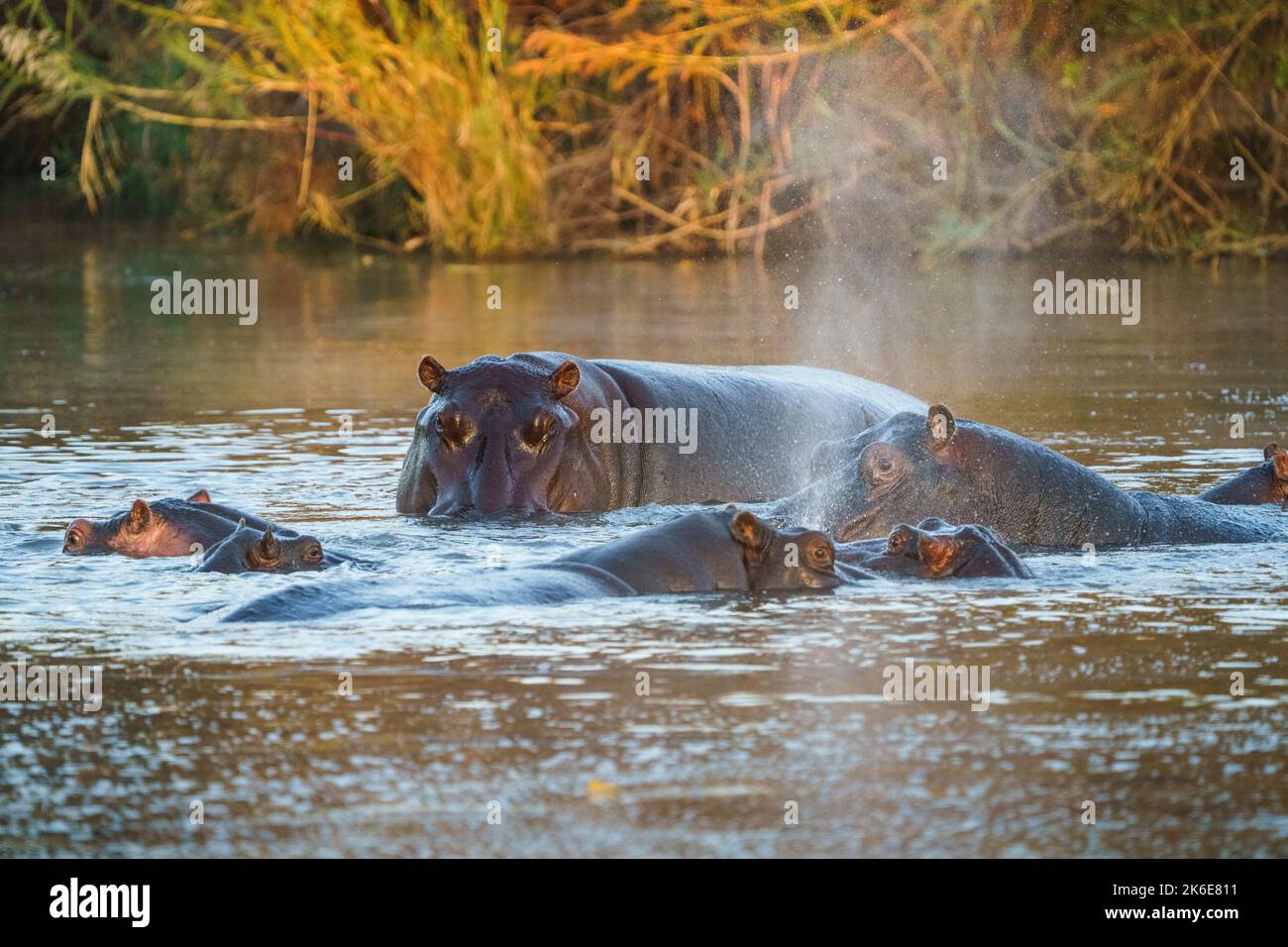 Hippos (Hippopotamus amphibius), a hippo pod in the water splashing water in the river. Hwange ...