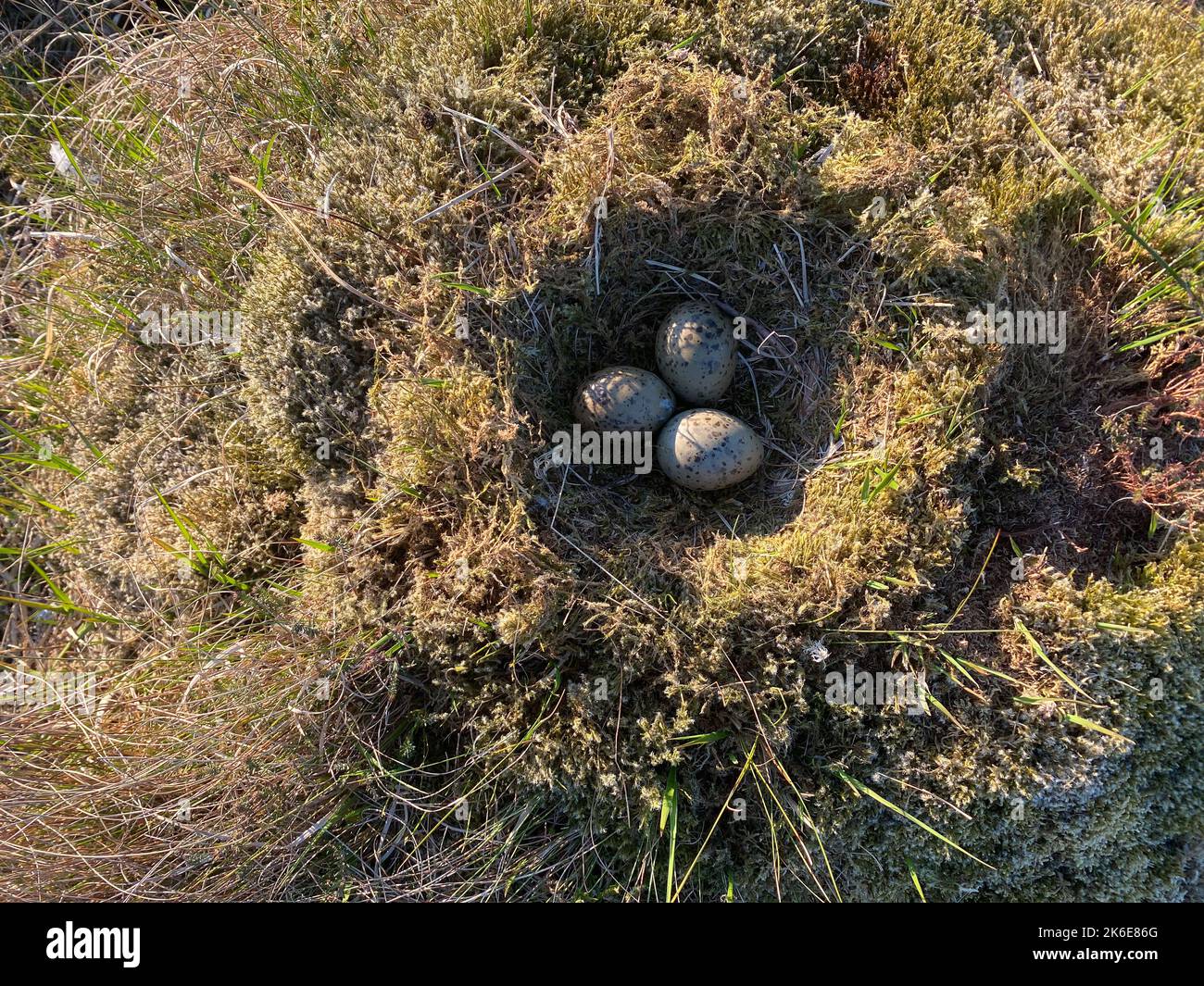 Common Gull, Nest and eggs Scotland Stock Photo - Alamy