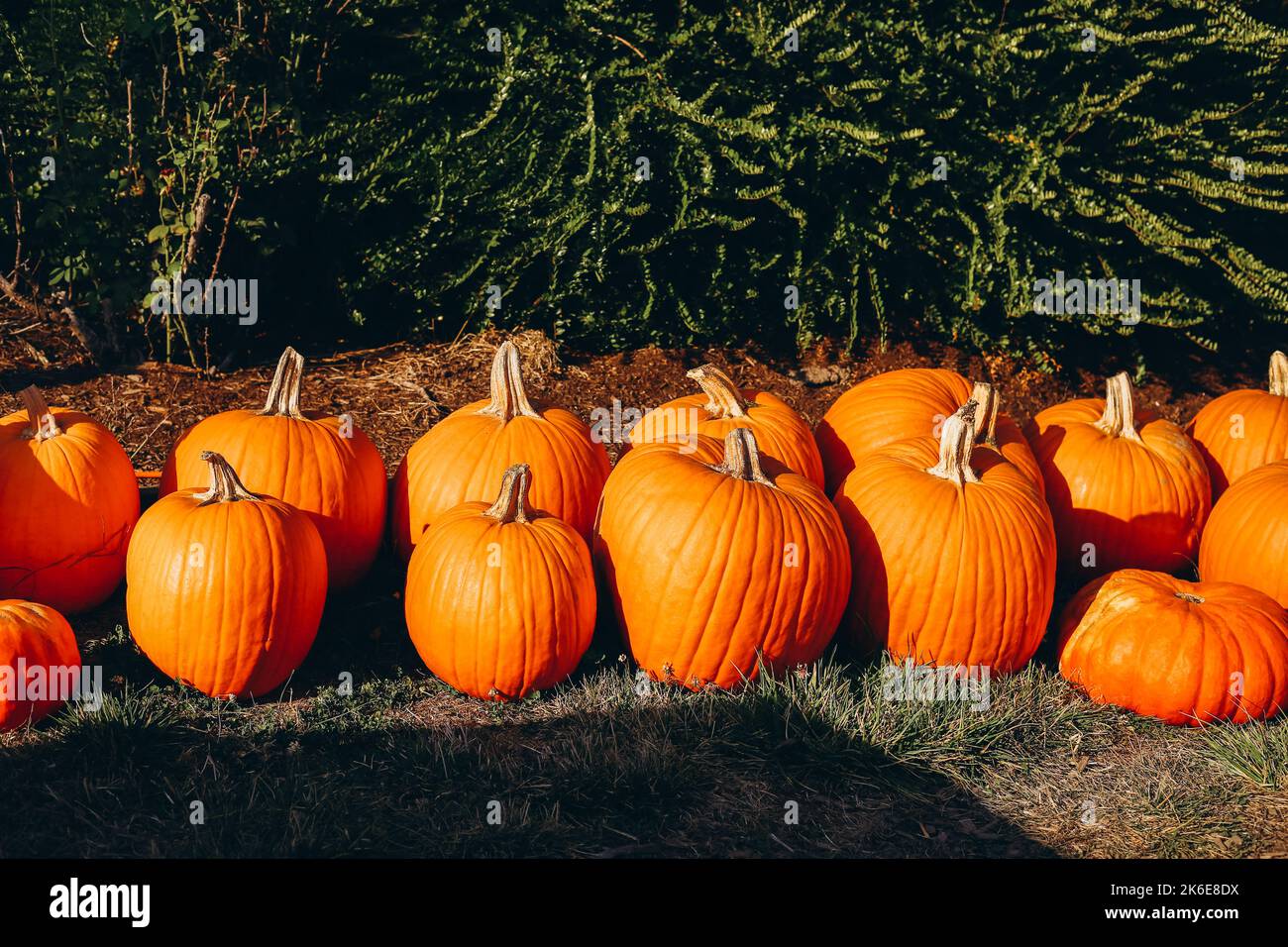 Orange pumpkins sitting on the ground at a fall festival at a local ...