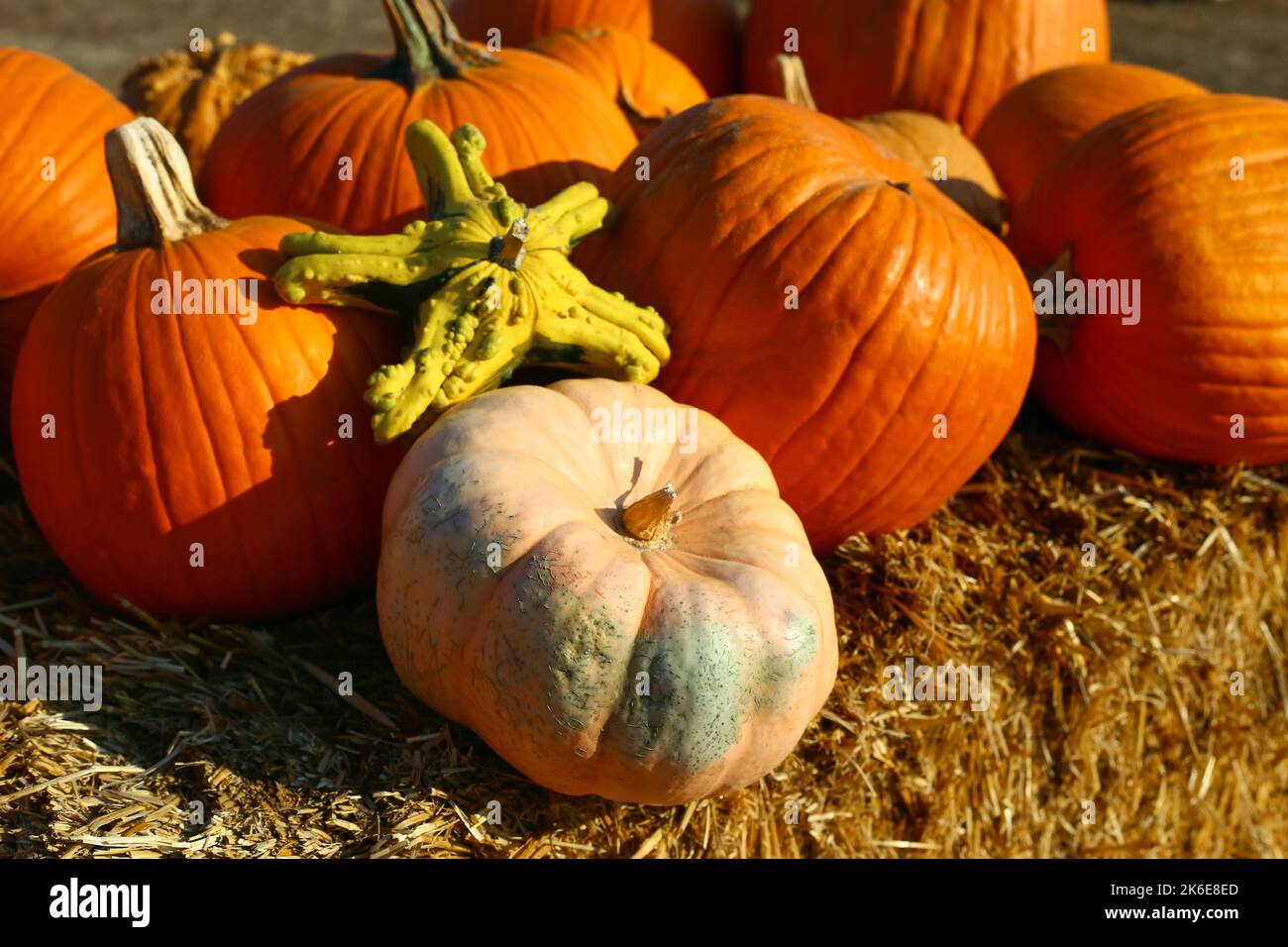 Pile of orange pumpkins at a fall festival, close up Stock Photo - Alamy