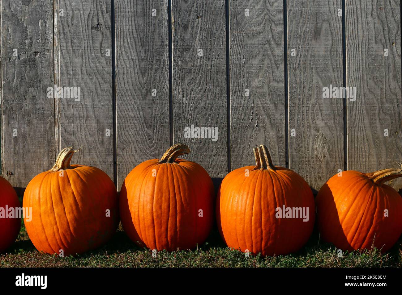 Orange pumpkins sitting on the ground at a fall festival at a local ...