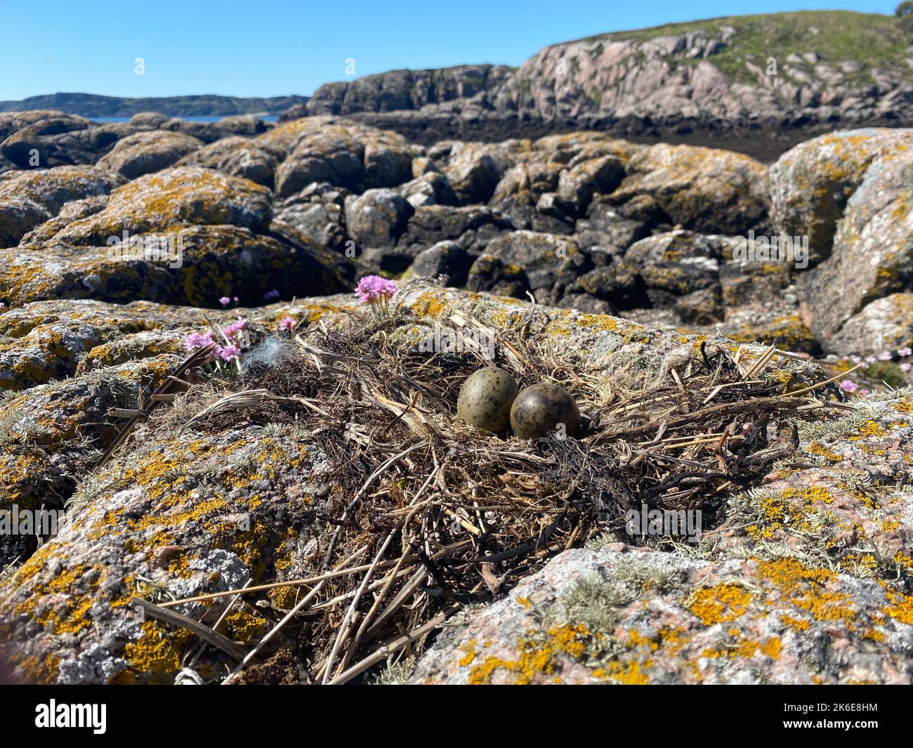 Common Gull, Nest and eggs Scotland Stock Photo - Alamy