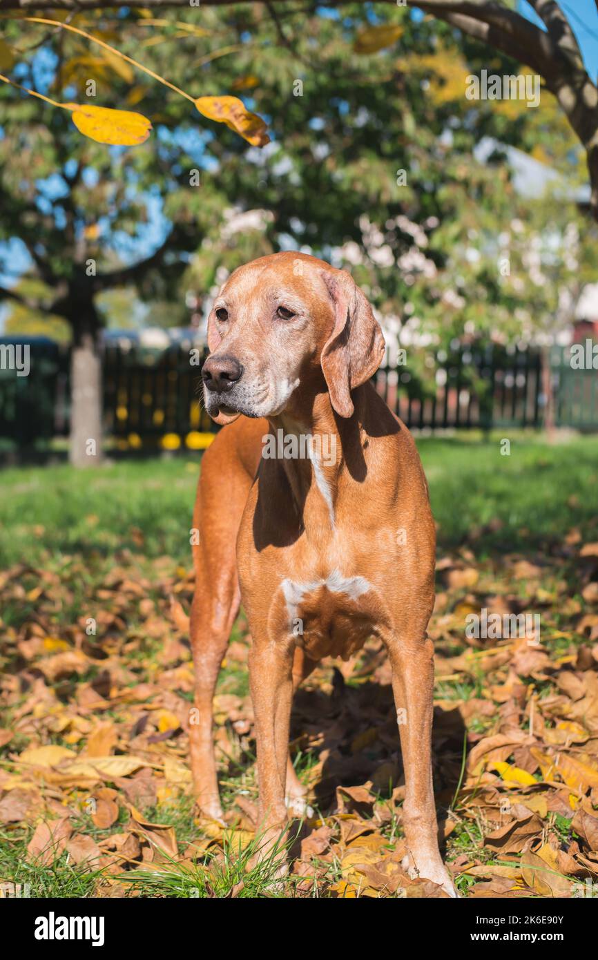 Family pet duck hi-res stock photography and images - Alamy