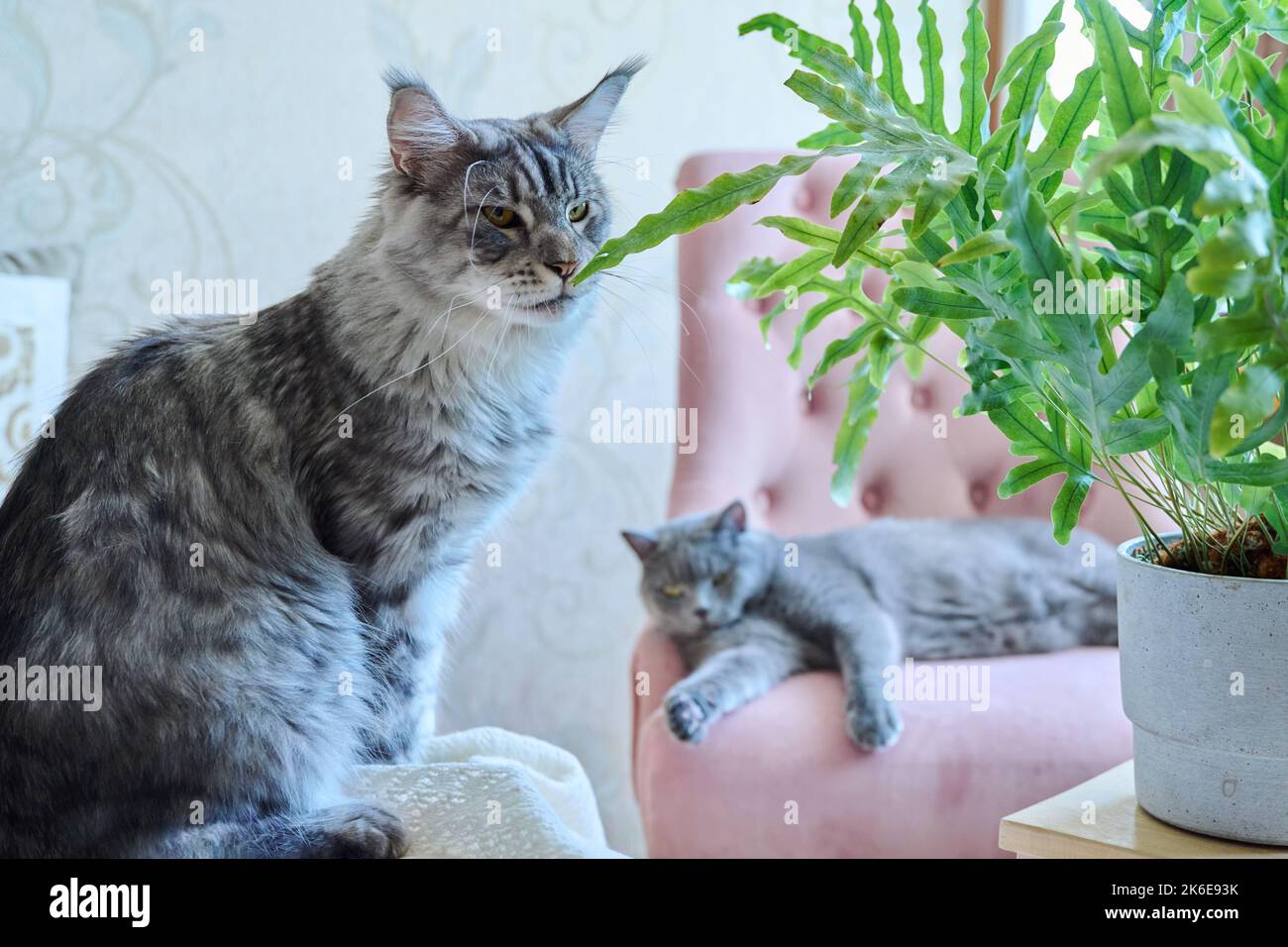 Two thoroughbred cats at home, sitting lying resting on chairs Stock ...