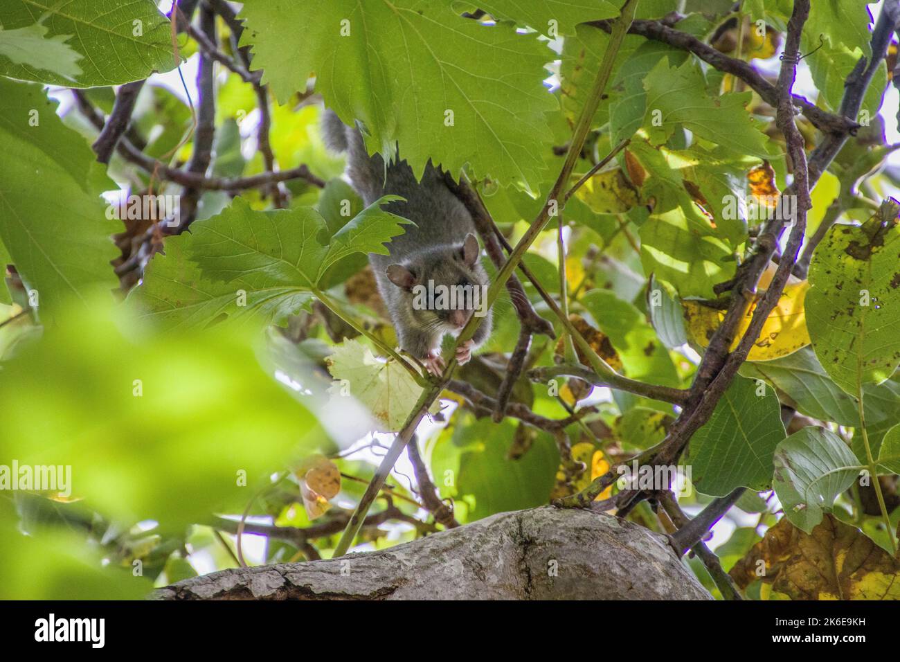 A closeup of a European edible dormouse on a tree Stock Photo - Alamy