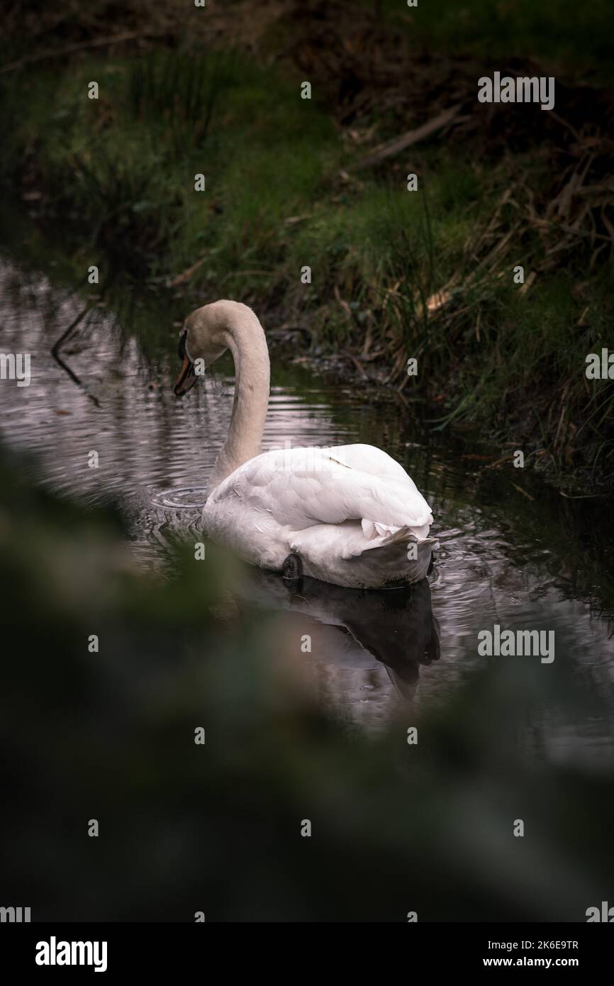 A vertical shot of a cute white swan swimming in a pond during the ...