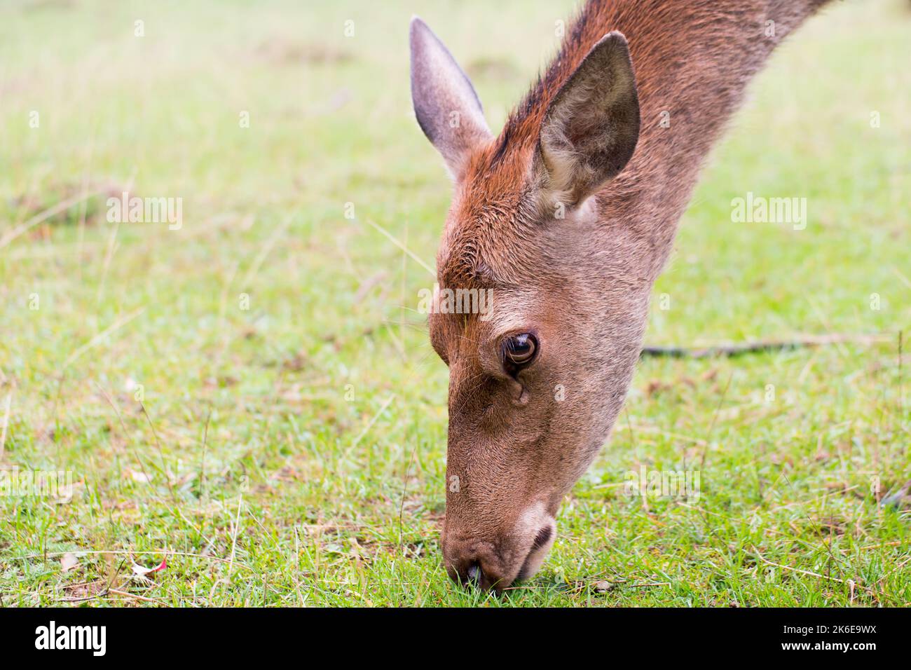 Deer female head detail portrait. Close up of the animal on pasture in ...