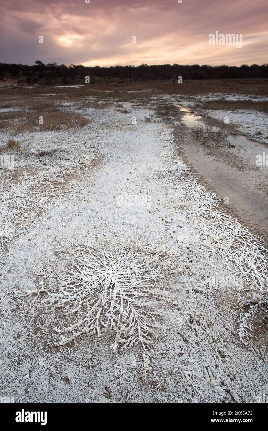 Saltpeter on the floor of a lagoon in a semi desert environment, La ...