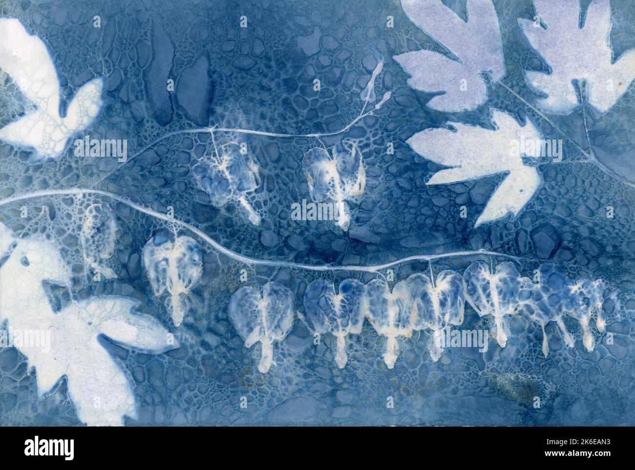 Bleed heart flowers, cyanotype contact sun print, an alternative ...