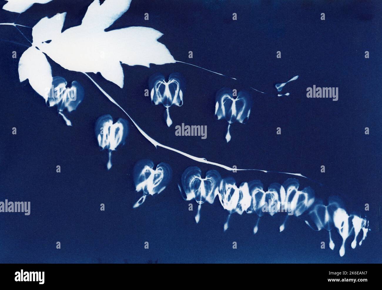 Bleed heart flowers, cyanotype contact sun print, an alternative ...