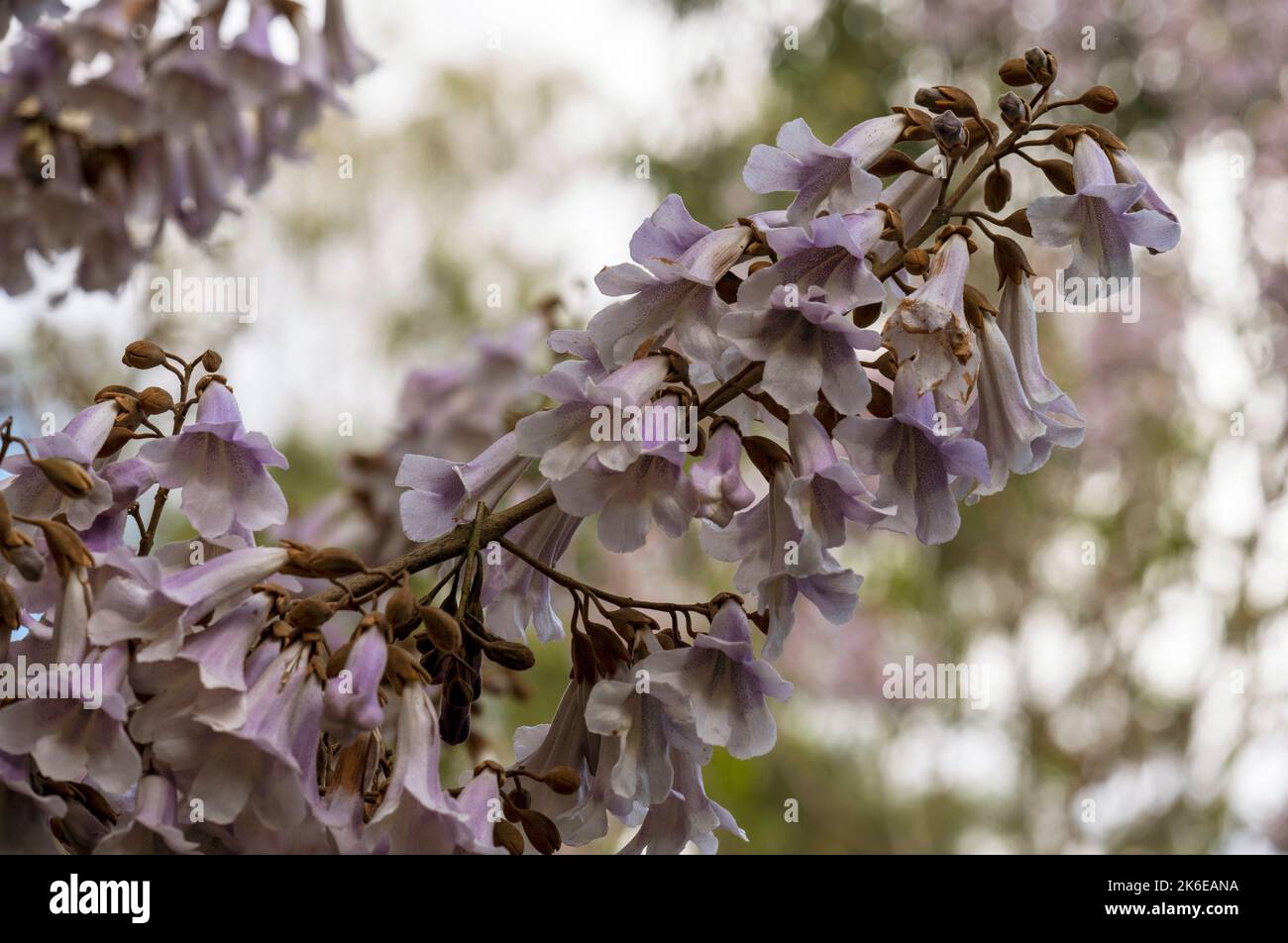 Close-up of Princess Tree (Paulownia tomentosa) in spring in Sydney ...
