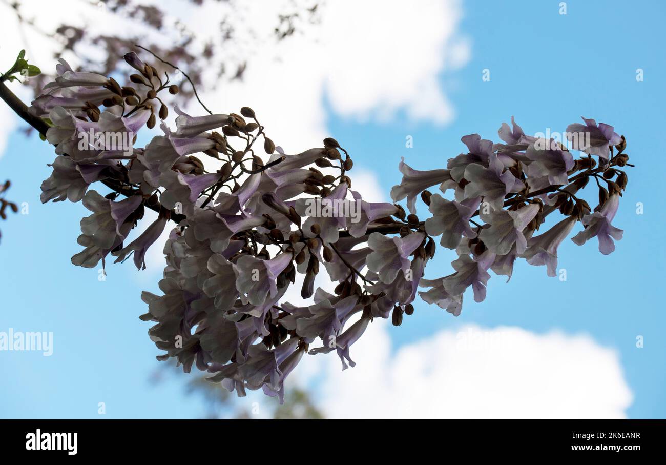 Close-up of Princess Tree (Paulownia tomentosa) in spring in Sydney ...