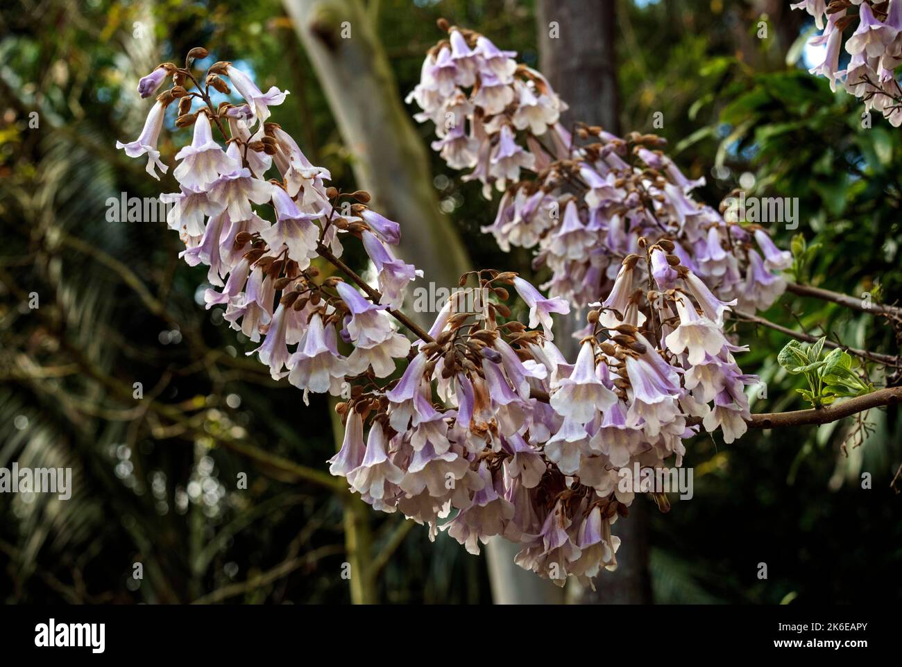 Close-up of Princess Tree (Paulownia tomentosa) in spring in Sydney ...