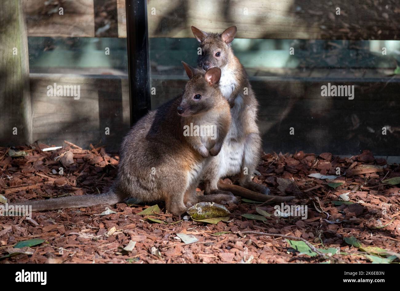 Two Red-necked Pademelons (Thylogale thetis) – juvenile at Featherdale ...