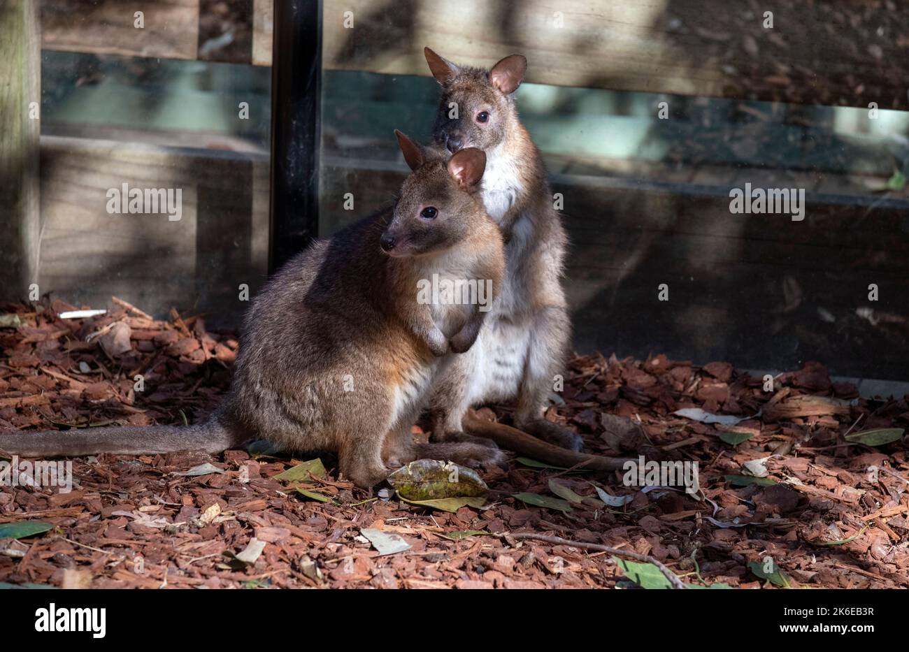 Two Red-necked Pademelons (Thylogale thetis) – juvenile at Featherdale ...