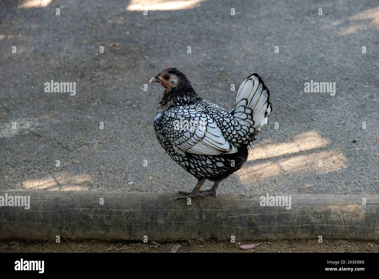Silver spangled hamburg hen hi-res stock photography and images - Alamy