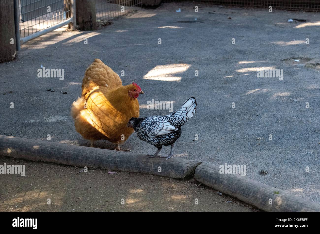A Strutting Chicken and a Silver Spangled Hamburg hen at Featherdale ...
