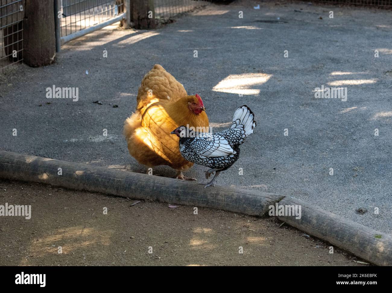 A Strutting Chicken and a Silver Spangled Hamburg hen at Featherdale ...