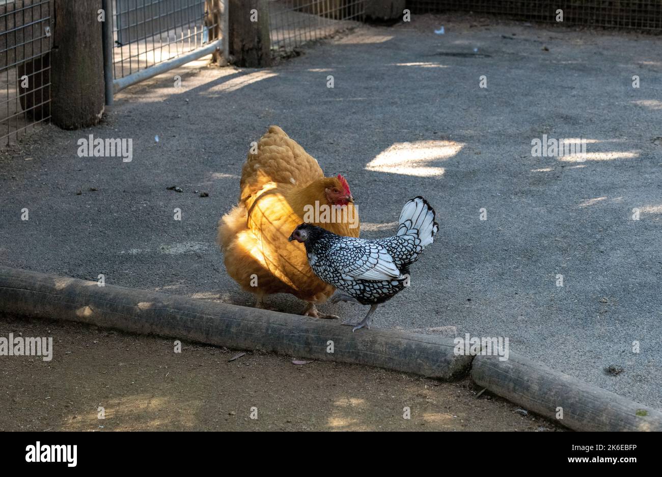A Strutting Chicken and a Silver Spangled Hamburg hen at Featherdale ...
