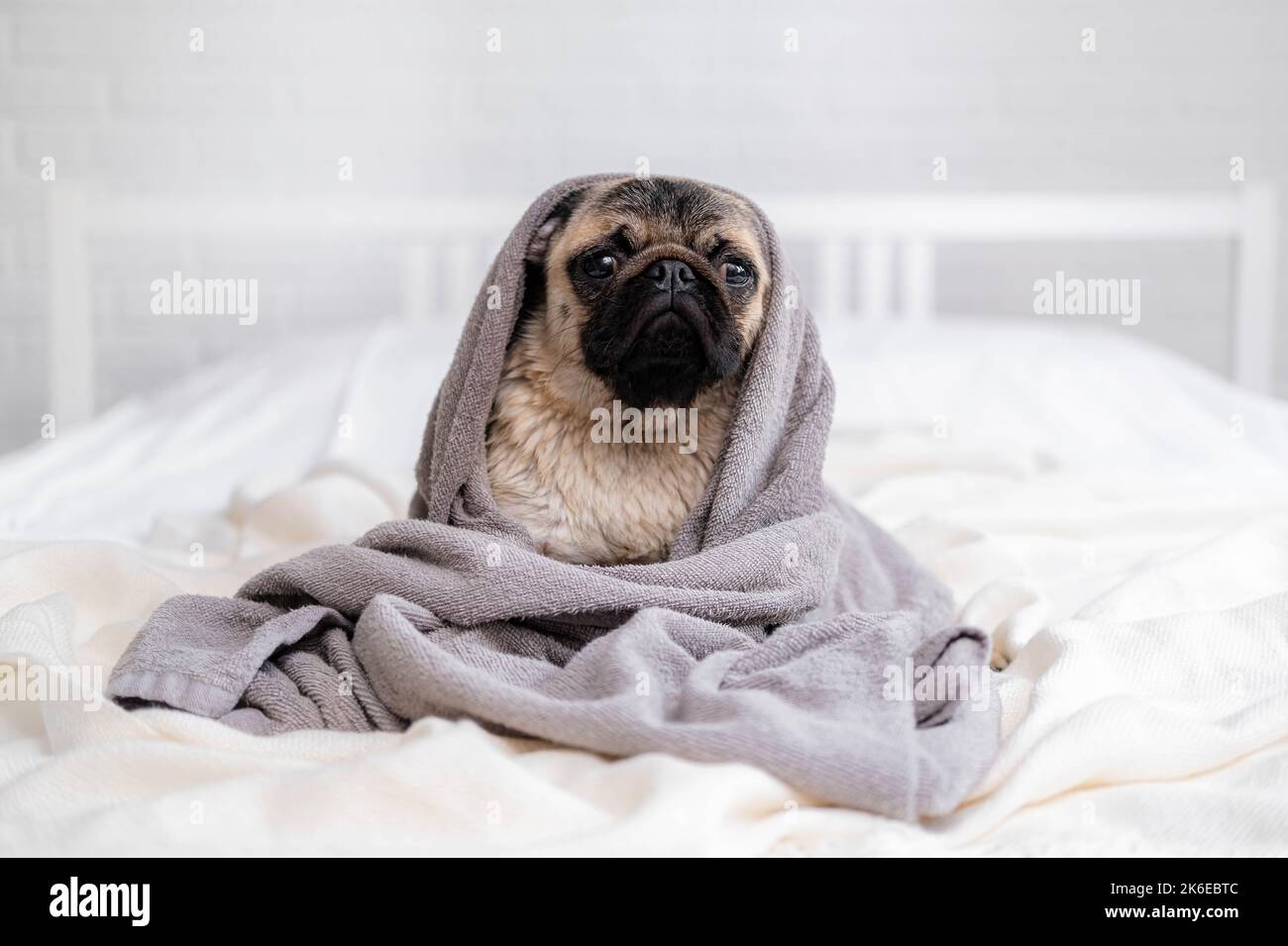 Grey pug hi-res stock photography and images - Alamy