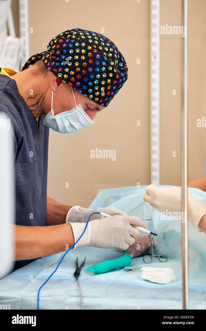 veterinary medical team performing an operation. spaying and neutering ...
