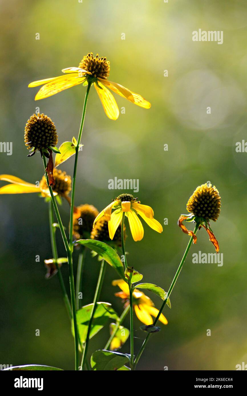 A vertical of a flowering plant with yellow petals backlit on a sunny ...
