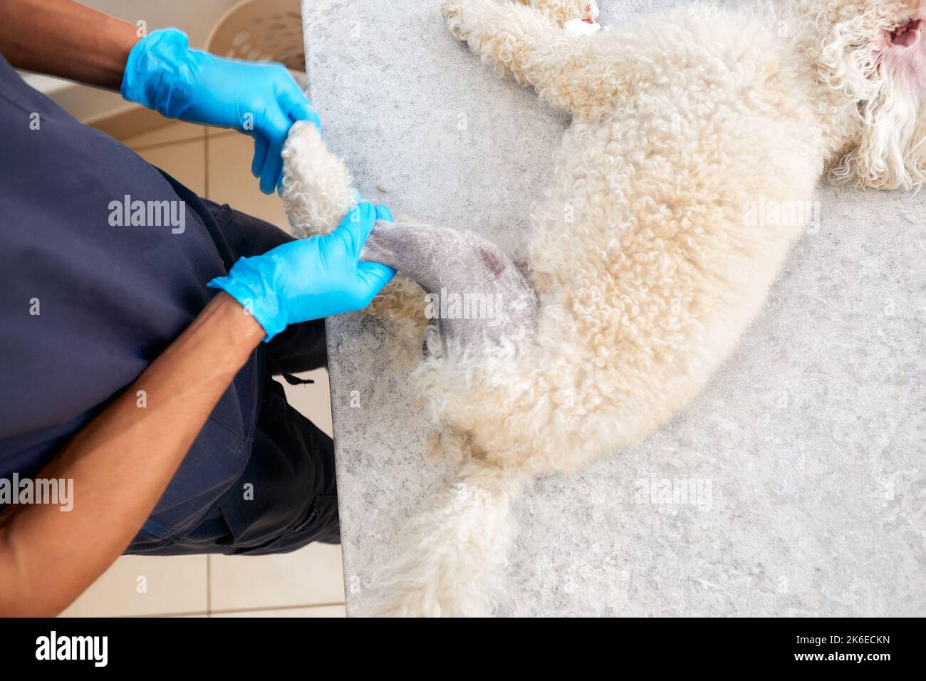 Veterinarian shaving a dog before treatment. doctor at the animal ...