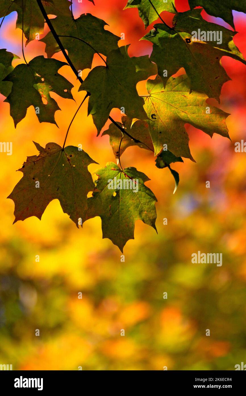 Autumn leaves in front of a bright colorful leaves background Stock ...