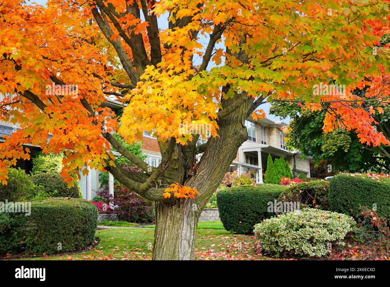 Residential neighborhood with maple tree changing to brilliant fall ...